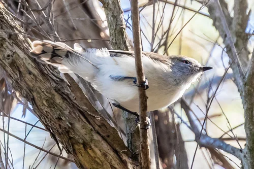 Perth Western Australia Birds - Australia's Wonderful Birds