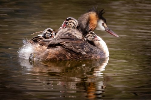 South-West WA Birds - Australia's Wonderful Birds