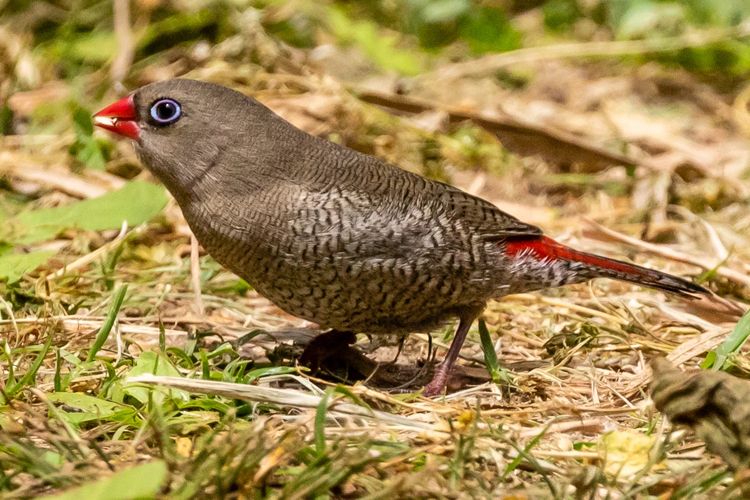 Western Australia Birds - Australia's Wonderful Birds