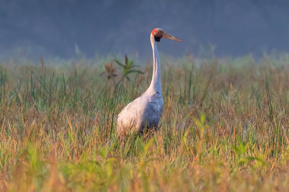 Northern Territory Birds - Australia's Wonderful Birds