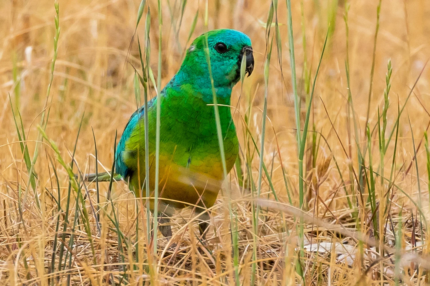 Western New South Wales Birds - Australia's Wonderful Birds