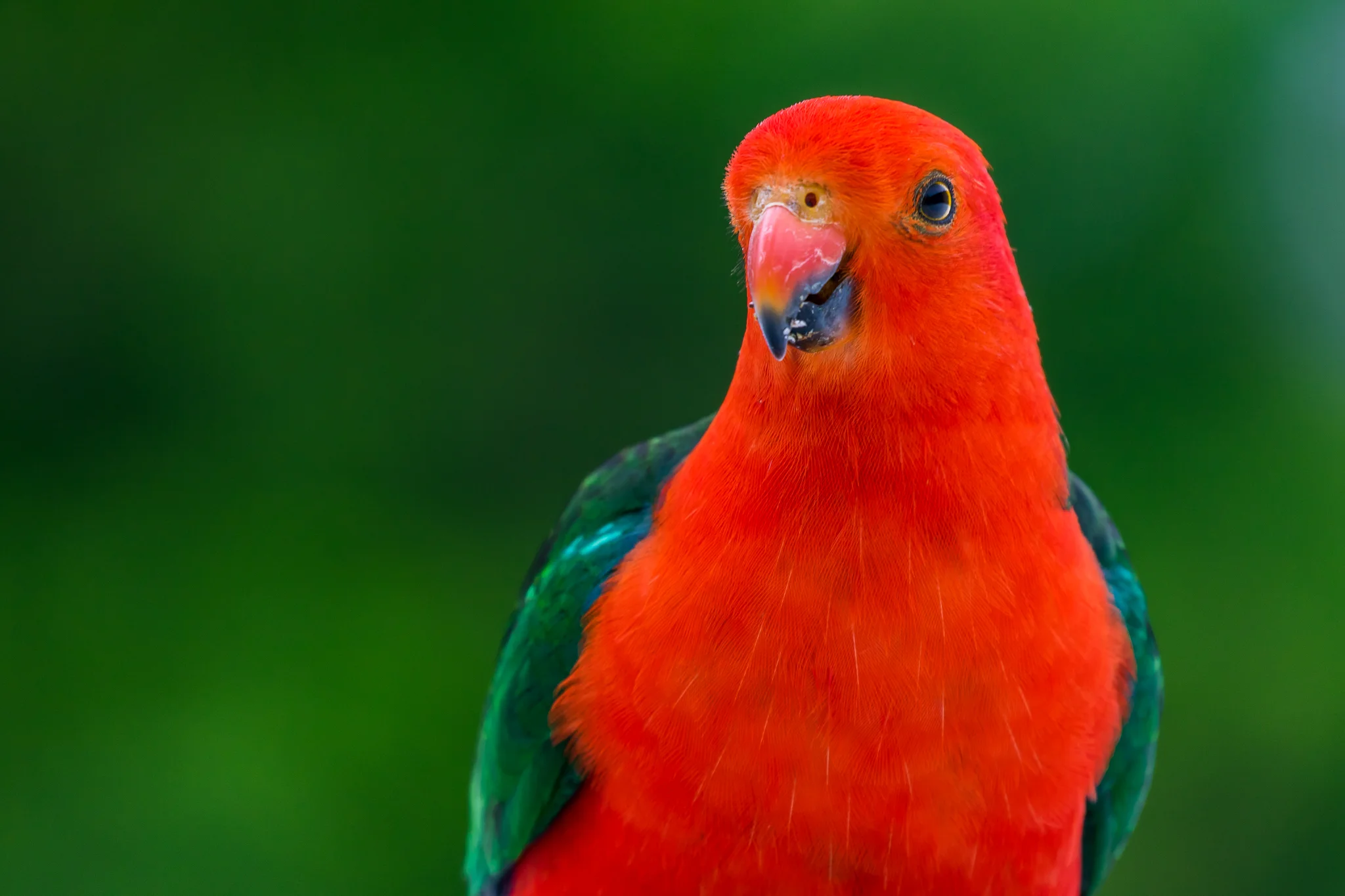 Australian Parrots - Australia's Wonderful Birds