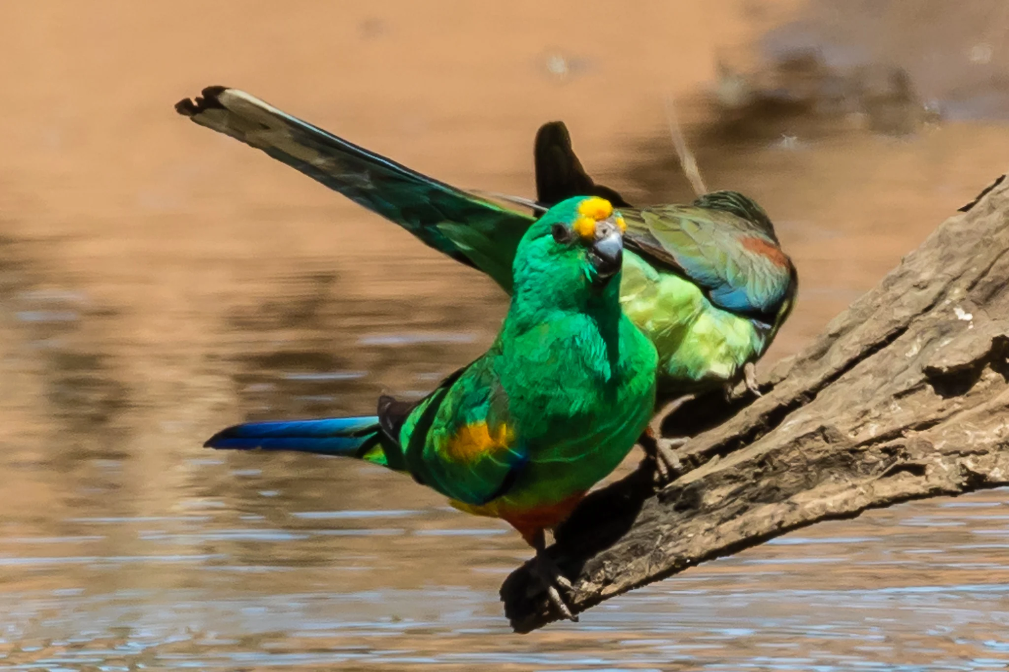 Australian Parrots - Australia's Wonderful Birds