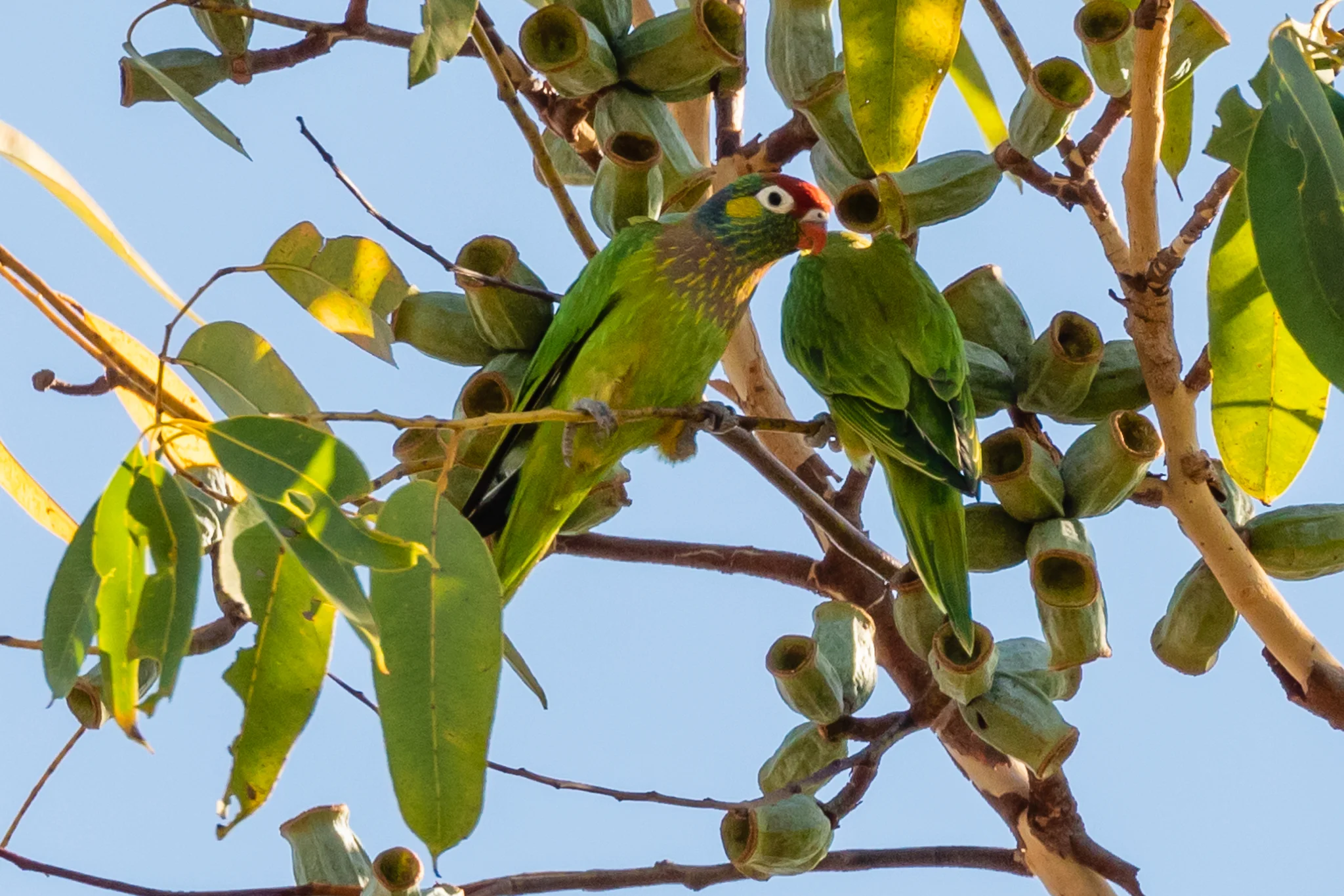 Australian Parrots - Australia's Wonderful Birds