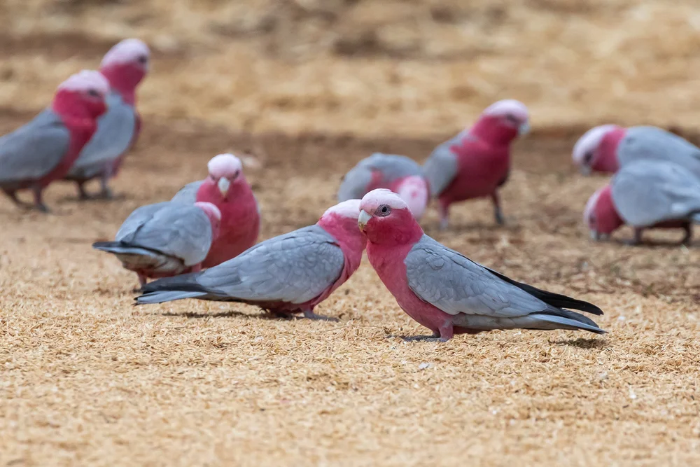 Cowra NSW Birds - Australia's Wonderful Birds