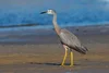 Australian Water Birds - Australia's Wonderful Birds