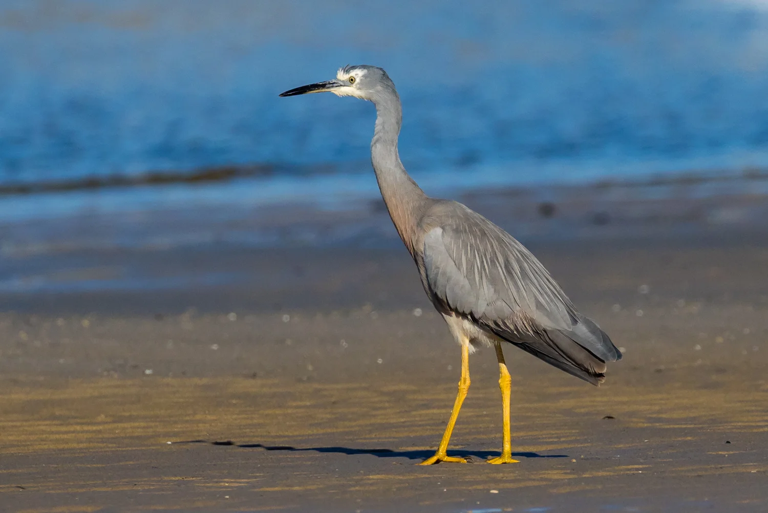 Australian Water Birds - Australia's Wonderful Birds