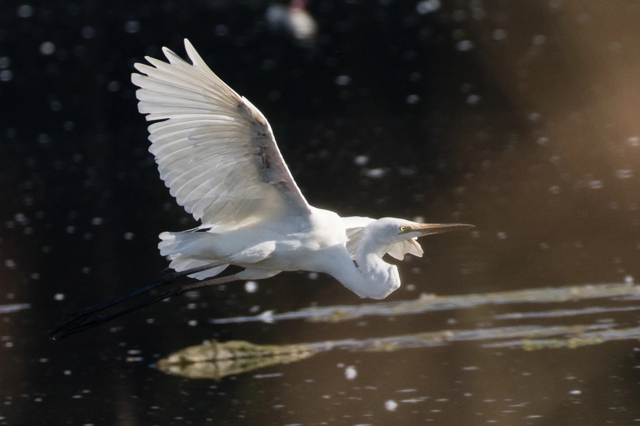 Australian Water Birds - Australia's Wonderful Birds