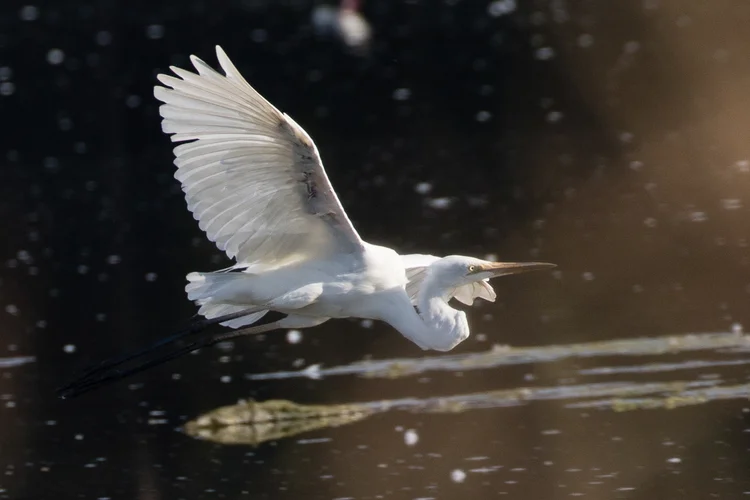Australian Water Birds - Australia's Wonderful Birds