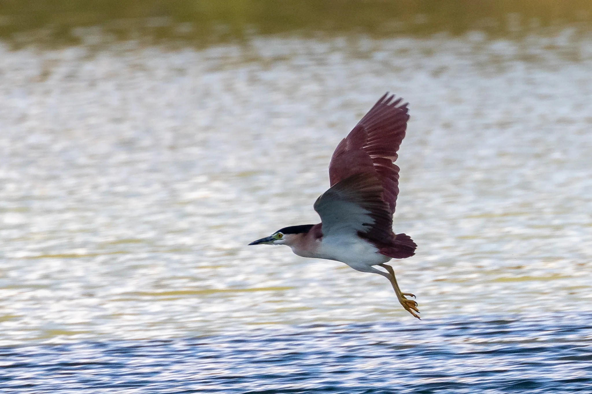 Australian Water Birds - Australia's Wonderful Birds