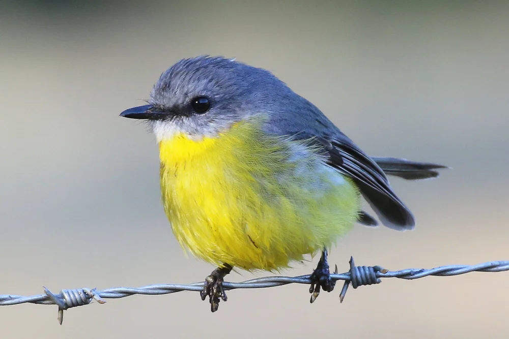 Australian Robins - Australia's Wonderful Birds