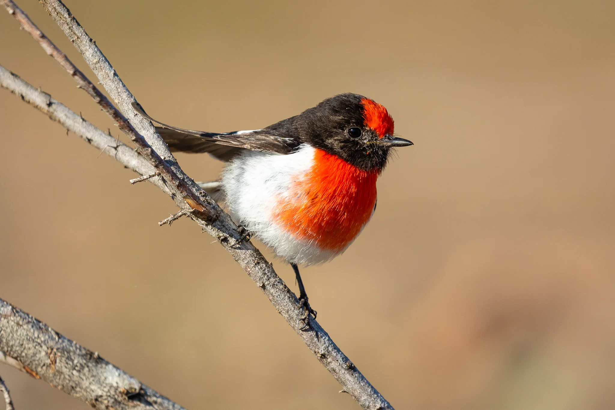 Australian Bird Families - Australia's Wonderful Birds