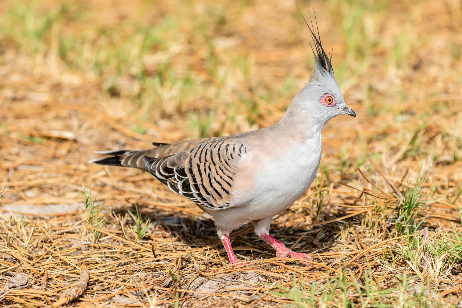 Australian Pigeons - Australia's Wonderful Birds