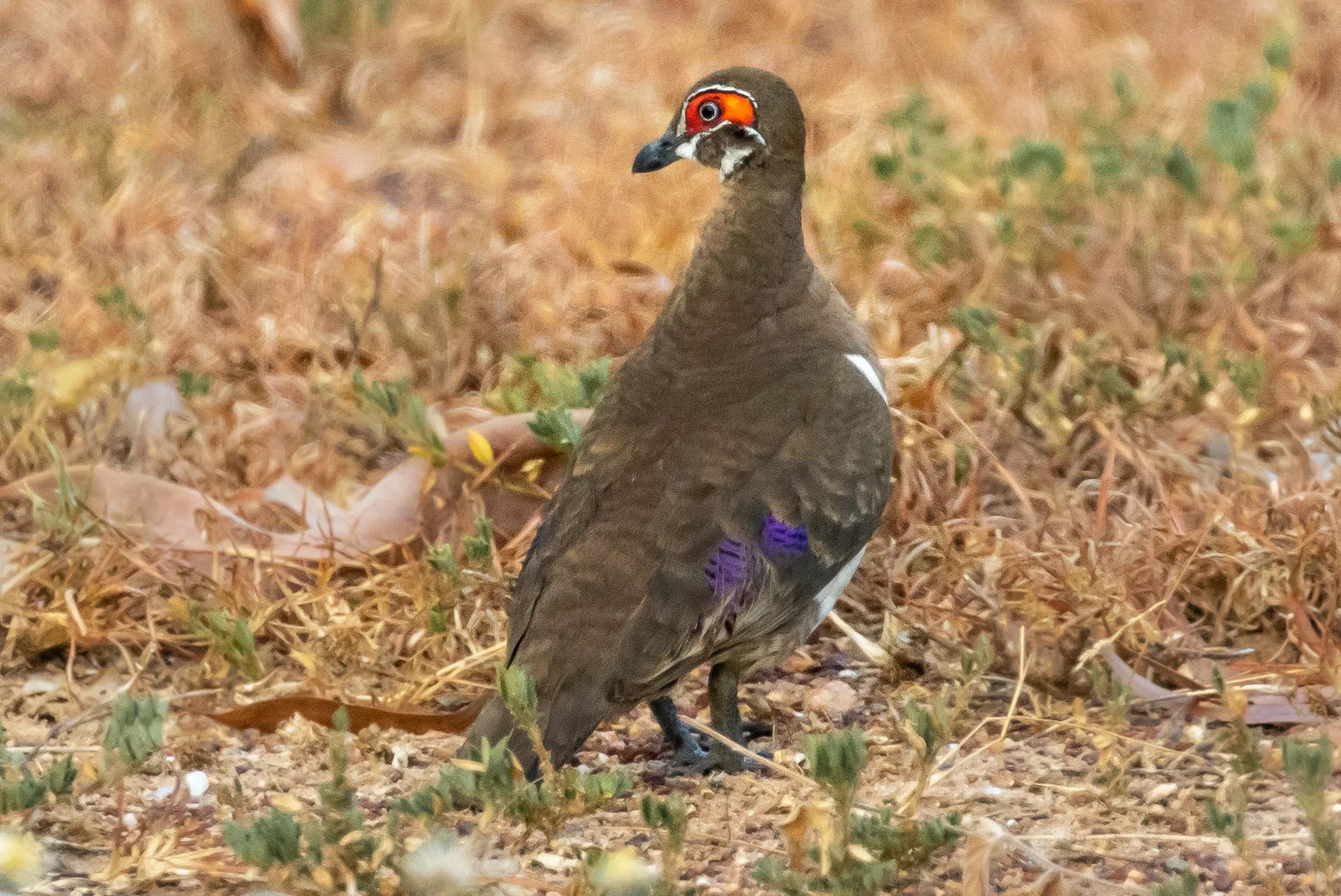 Australian Pigeons - Australia's Wonderful Birds