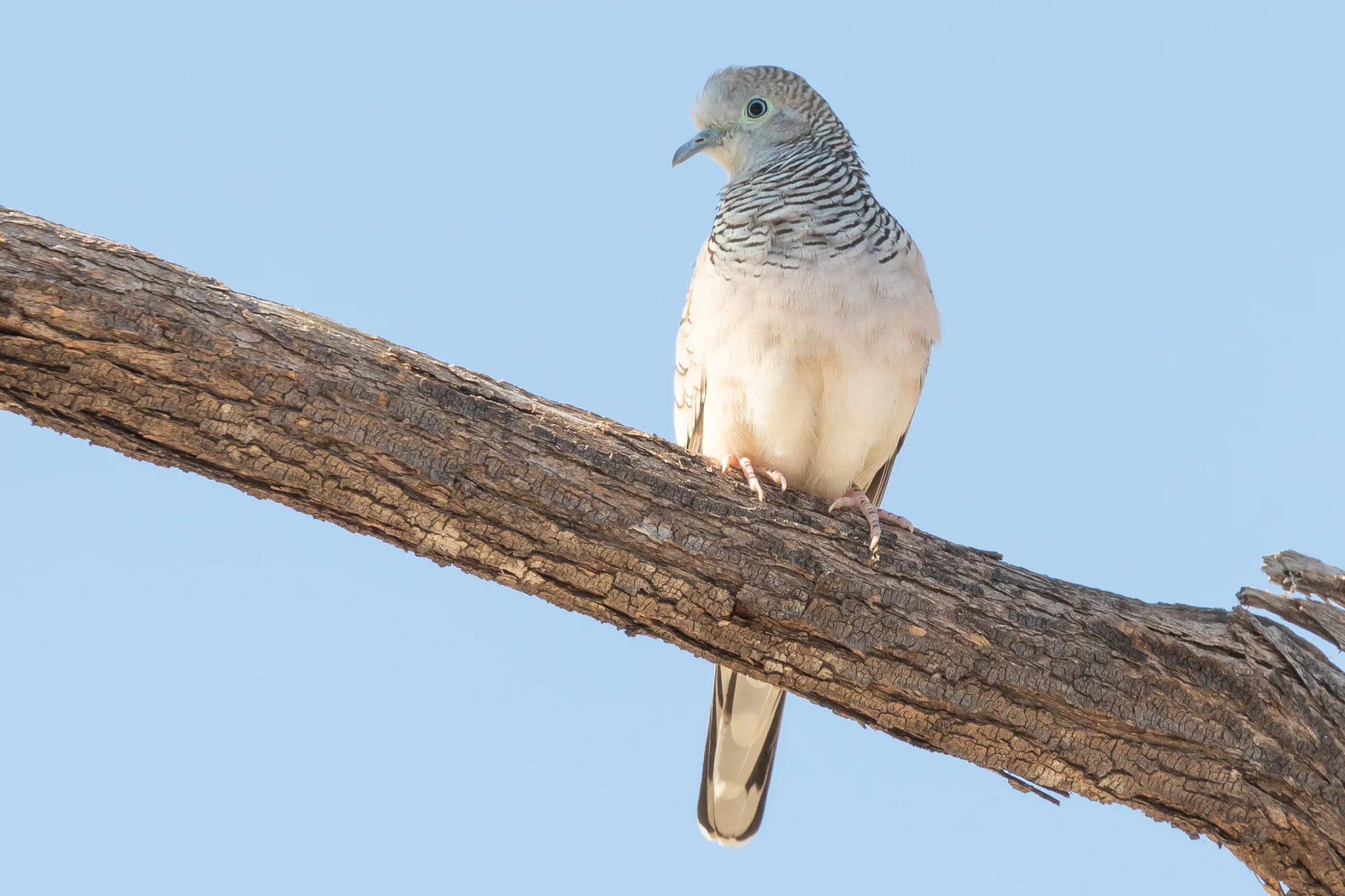 Australian Pigeons - Australia's Wonderful Birds
