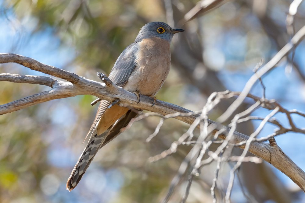 Birds of Australia