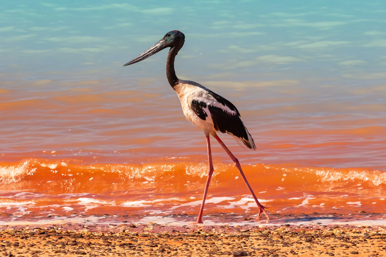 Broome Western Australia - Australia's Wonderful Birds