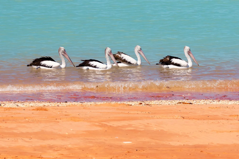 Broome Western Australia - Australia's Wonderful Birds
