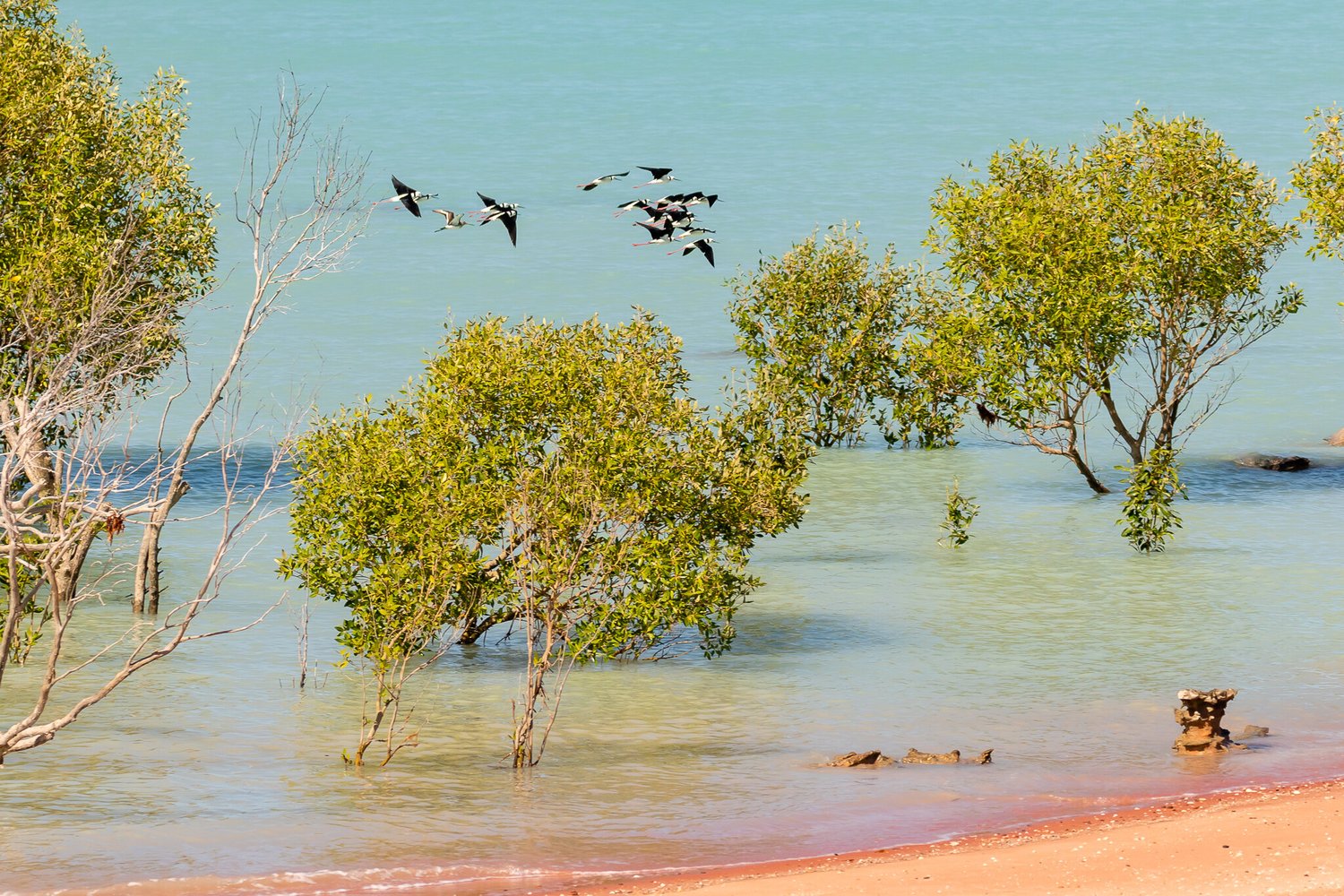 Broome Western Australia - Australia's Wonderful Birds
