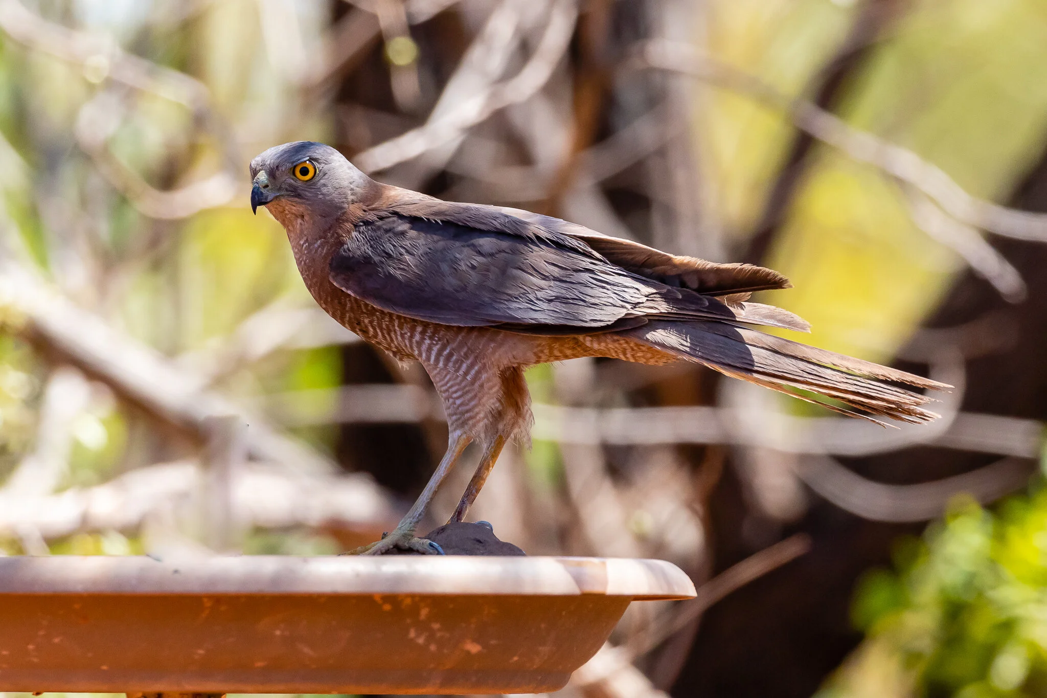 Broome Western Australia - Australia's Wonderful Birds