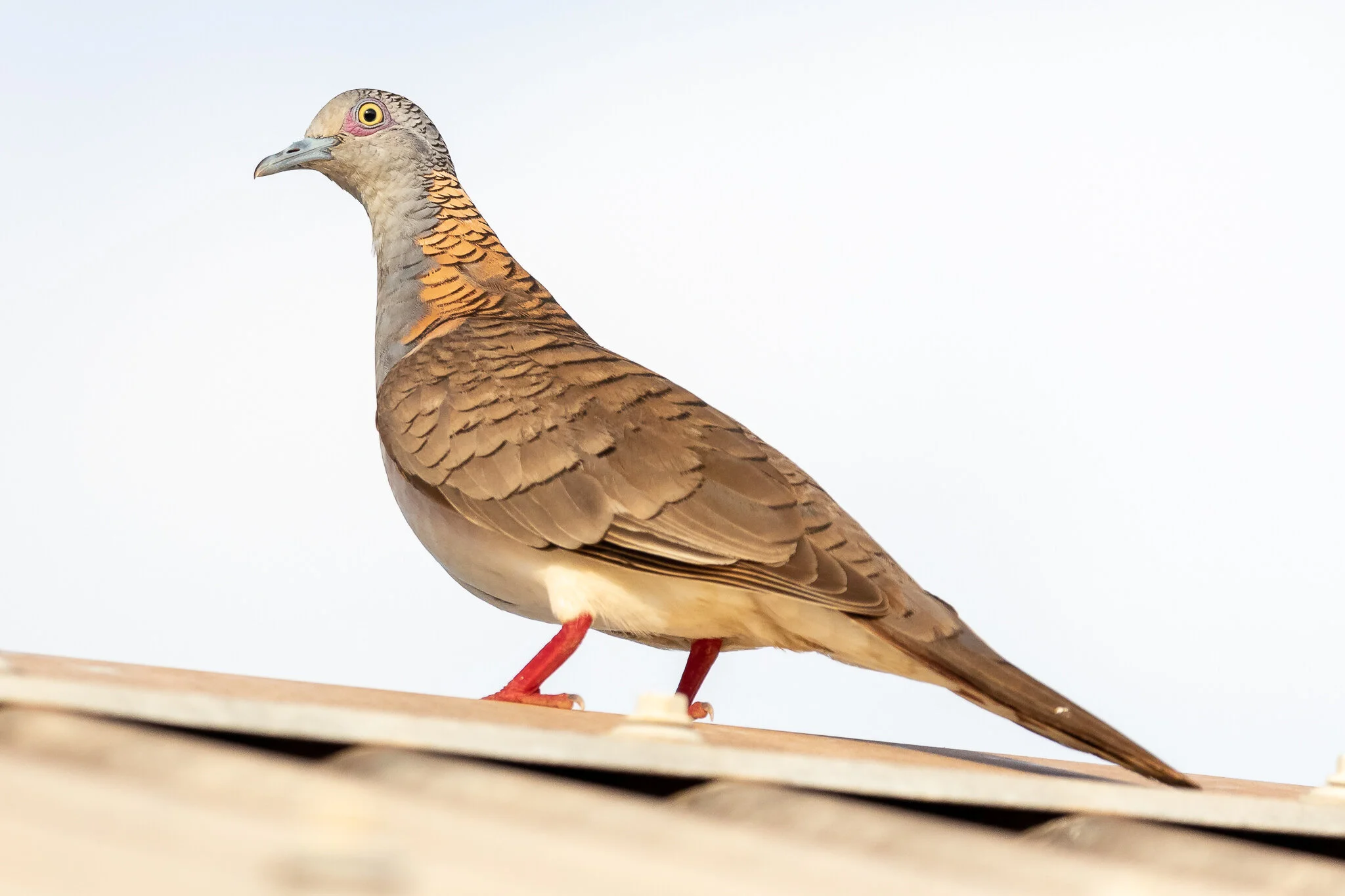 Broome Western Australia - Australia's Wonderful Birds