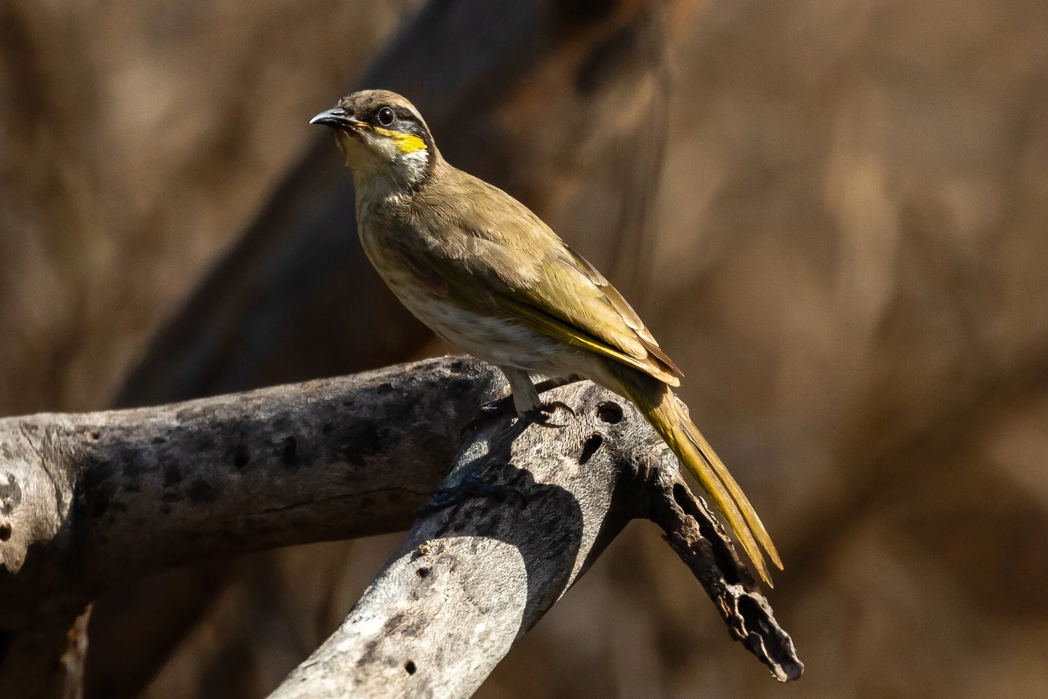 Broome Western Australia - Australia's Wonderful Birds