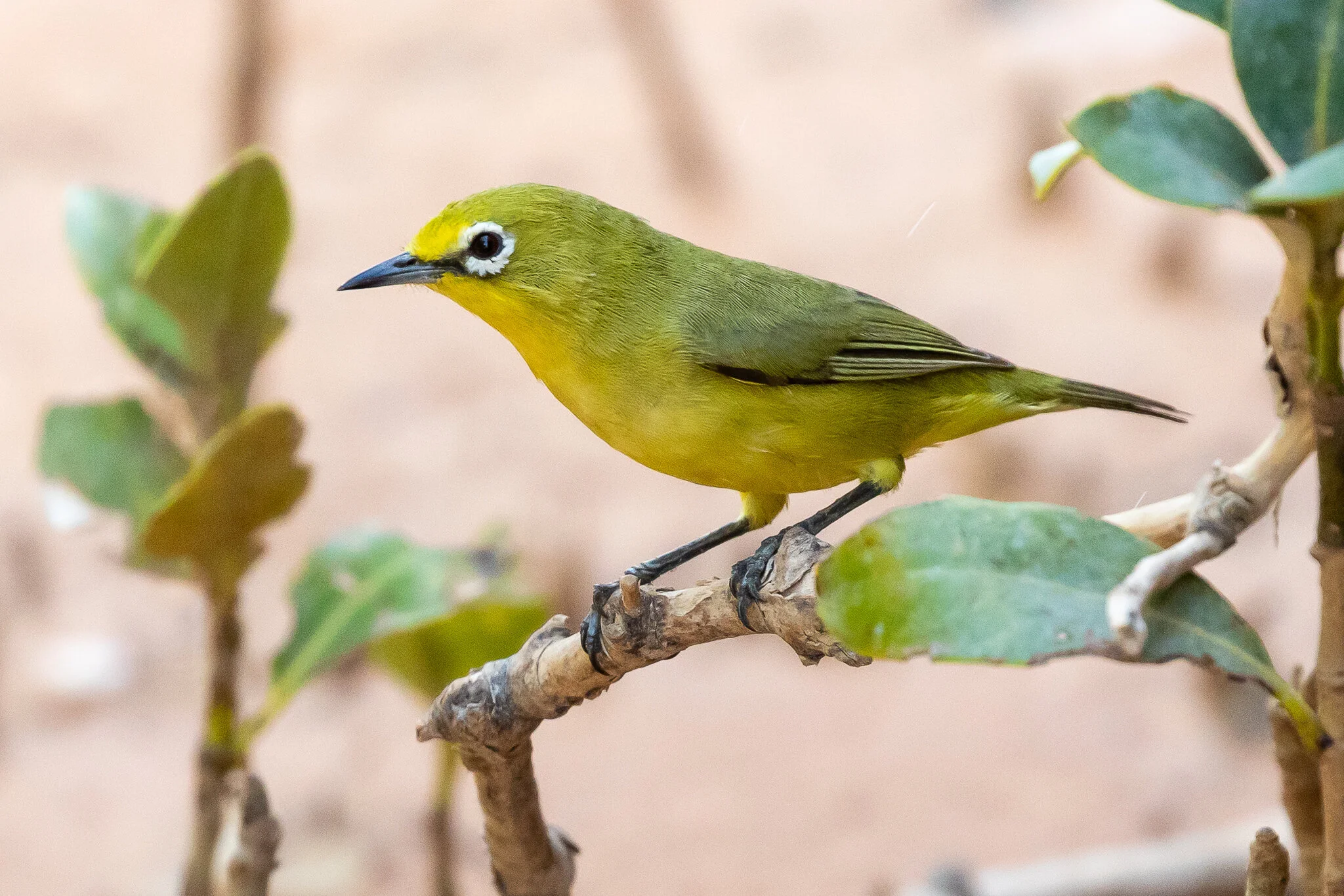 Kimberley Western Australia - Australia's Wonderful Birds