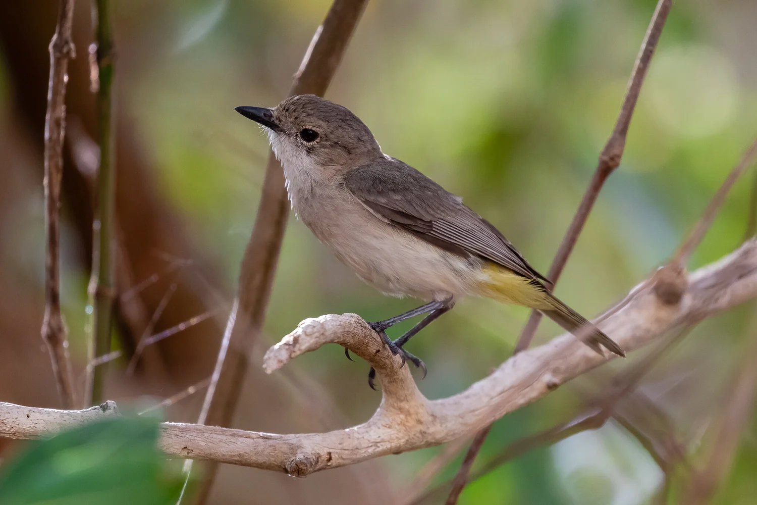 Kimberley Western Australia - Australia's Wonderful Birds