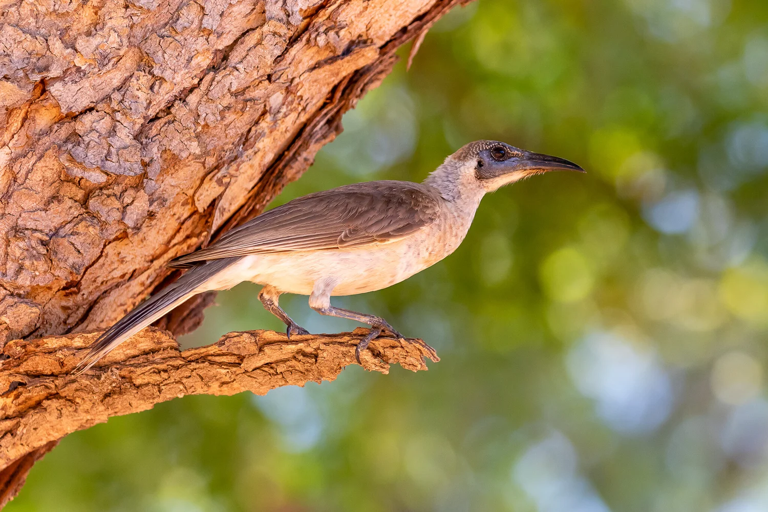 Kimberley Western Australia - Australia's Wonderful Birds