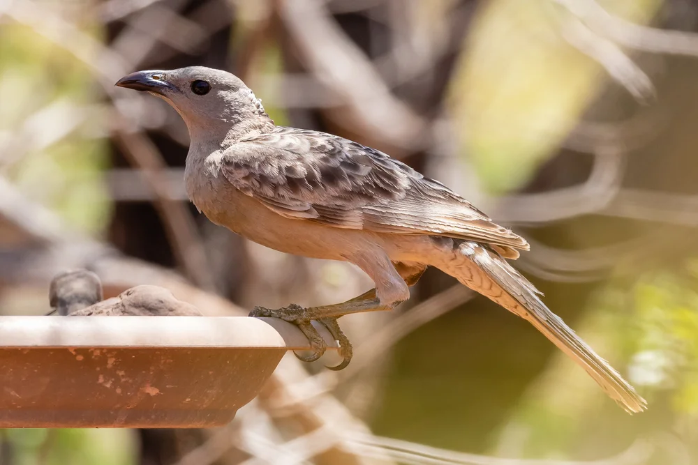 Kimberley Western Australia - Australia's Wonderful Birds