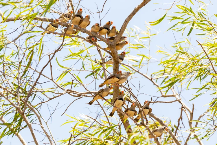 Kimberley Western Australia - Australia's Wonderful Birds