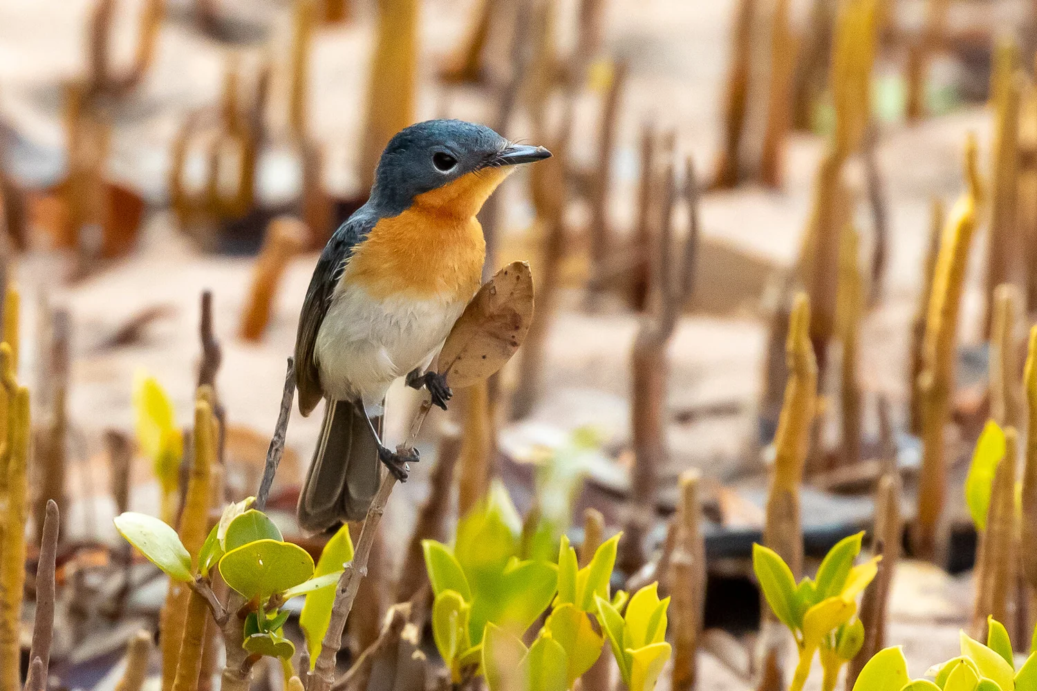 Kimberley Western Australia - Australia's Wonderful Birds