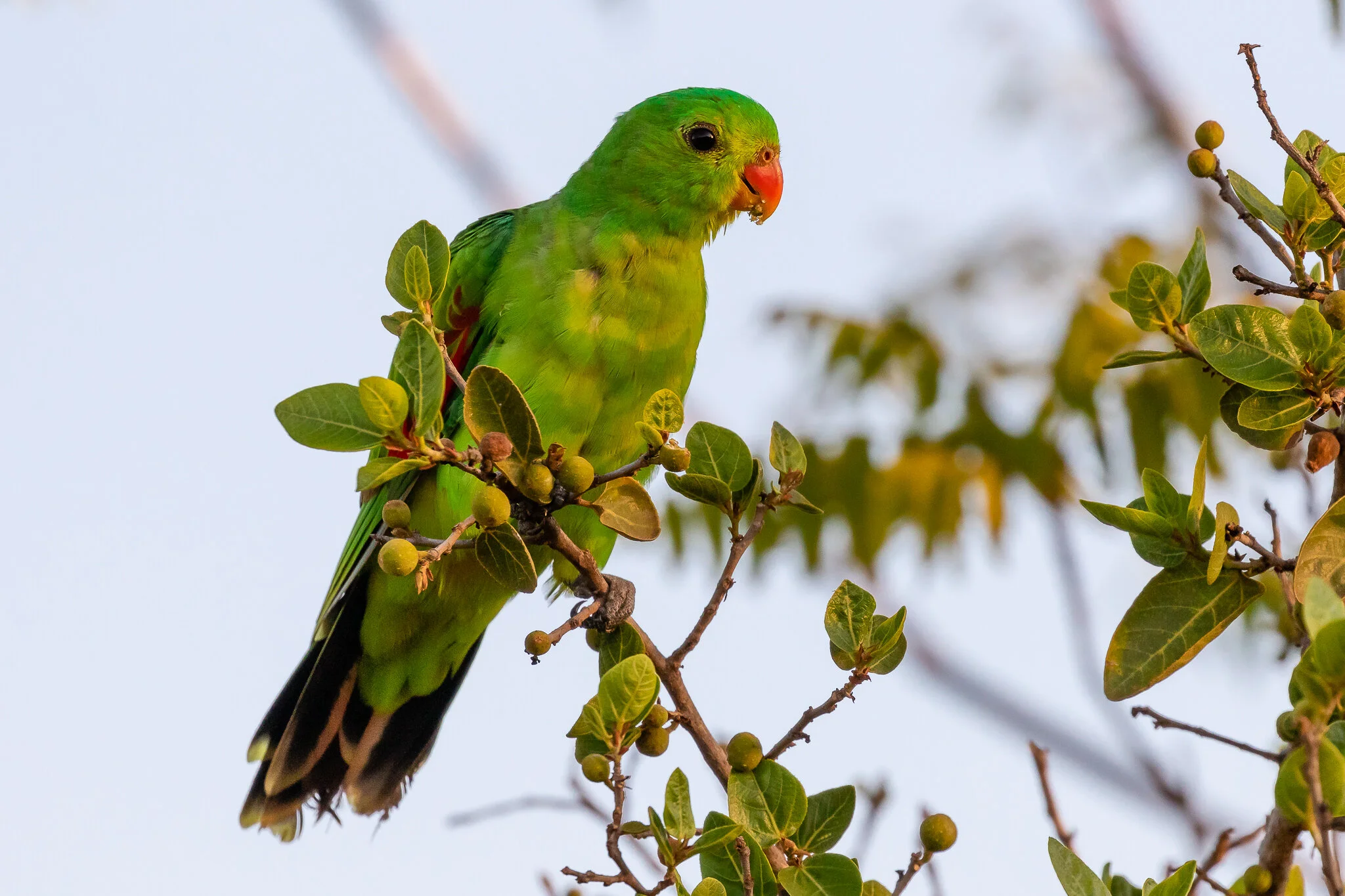 Kimberley Western Australia - Australia's Wonderful Birds