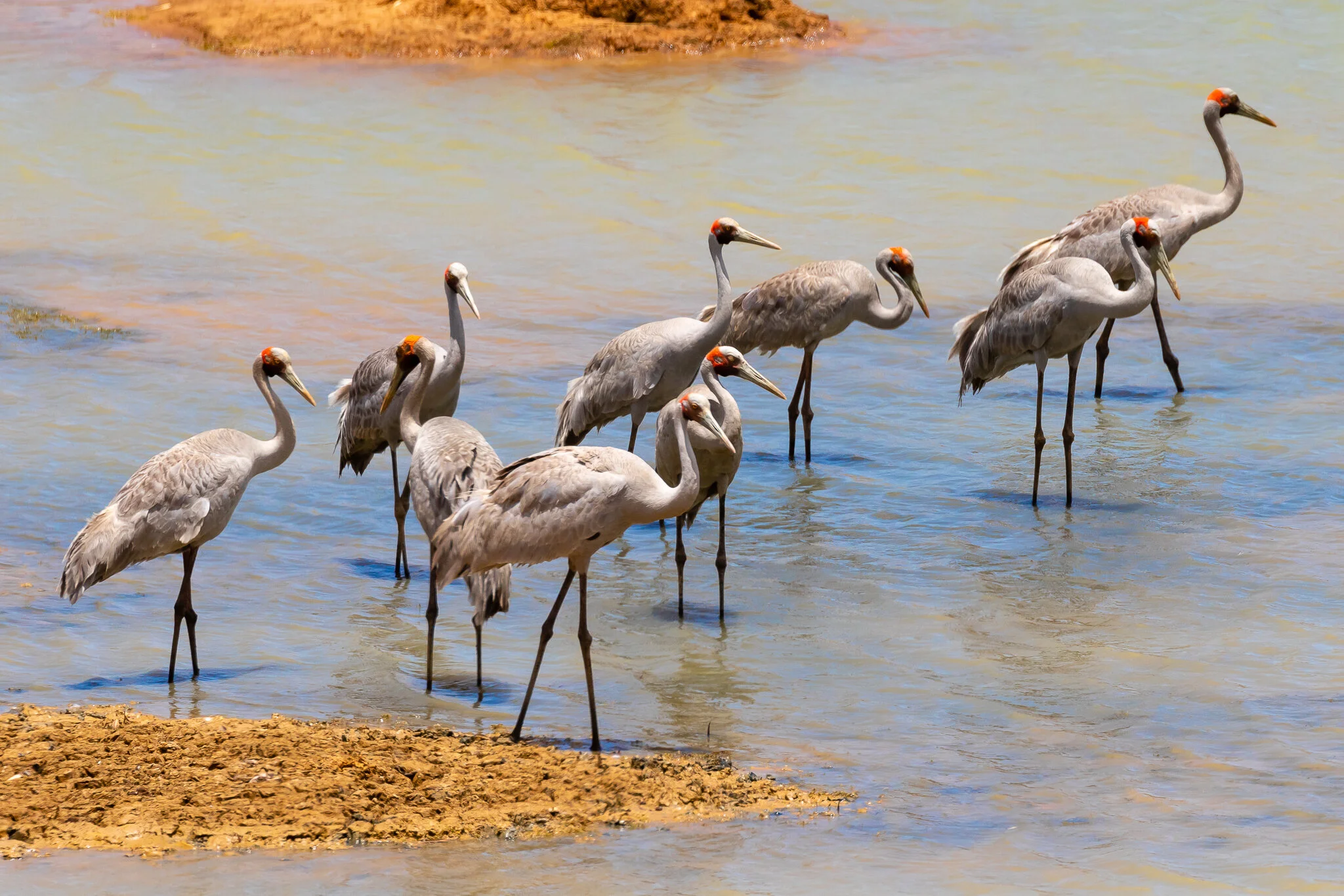 Kimberley Western Australia - Australia's Wonderful Birds