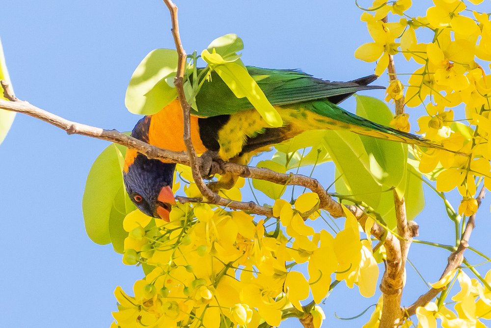 Kimberley Western Australia - Australia's Wonderful Birds