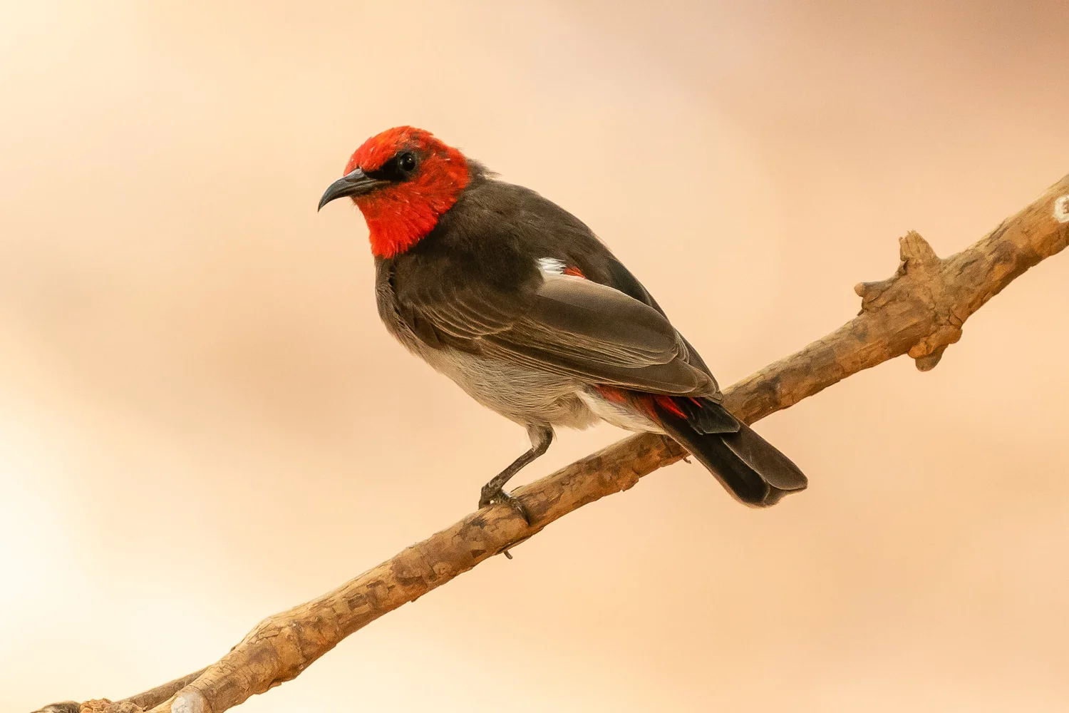 Kimberley Western Australia - Australia's Wonderful Birds