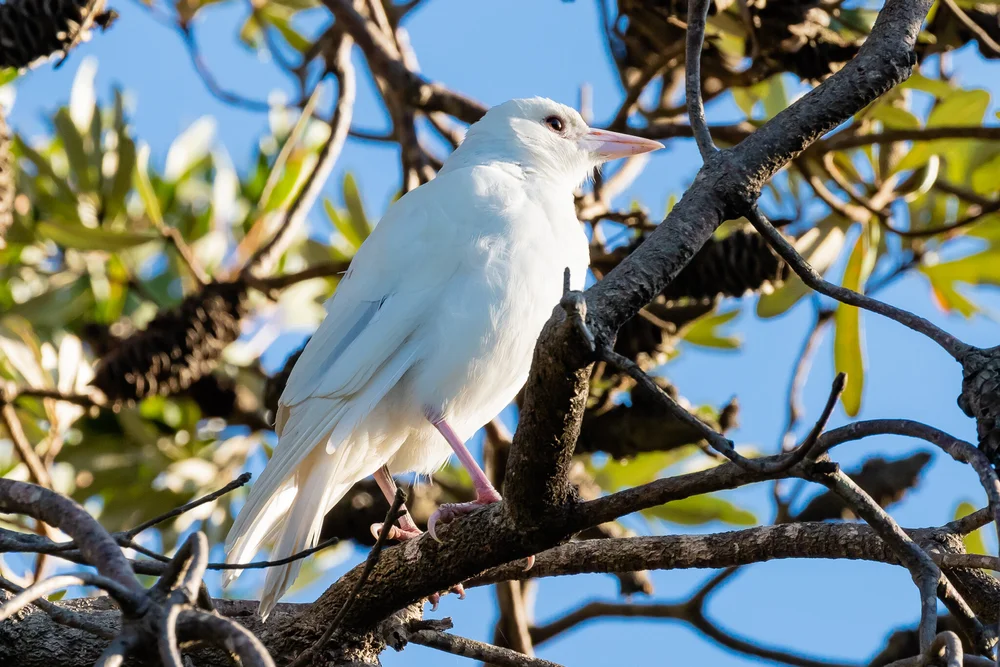 Birds of Australia