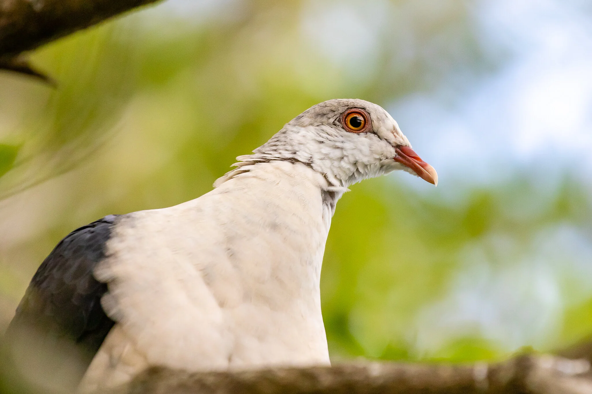 Australian Pigeons - Australia's Wonderful Birds