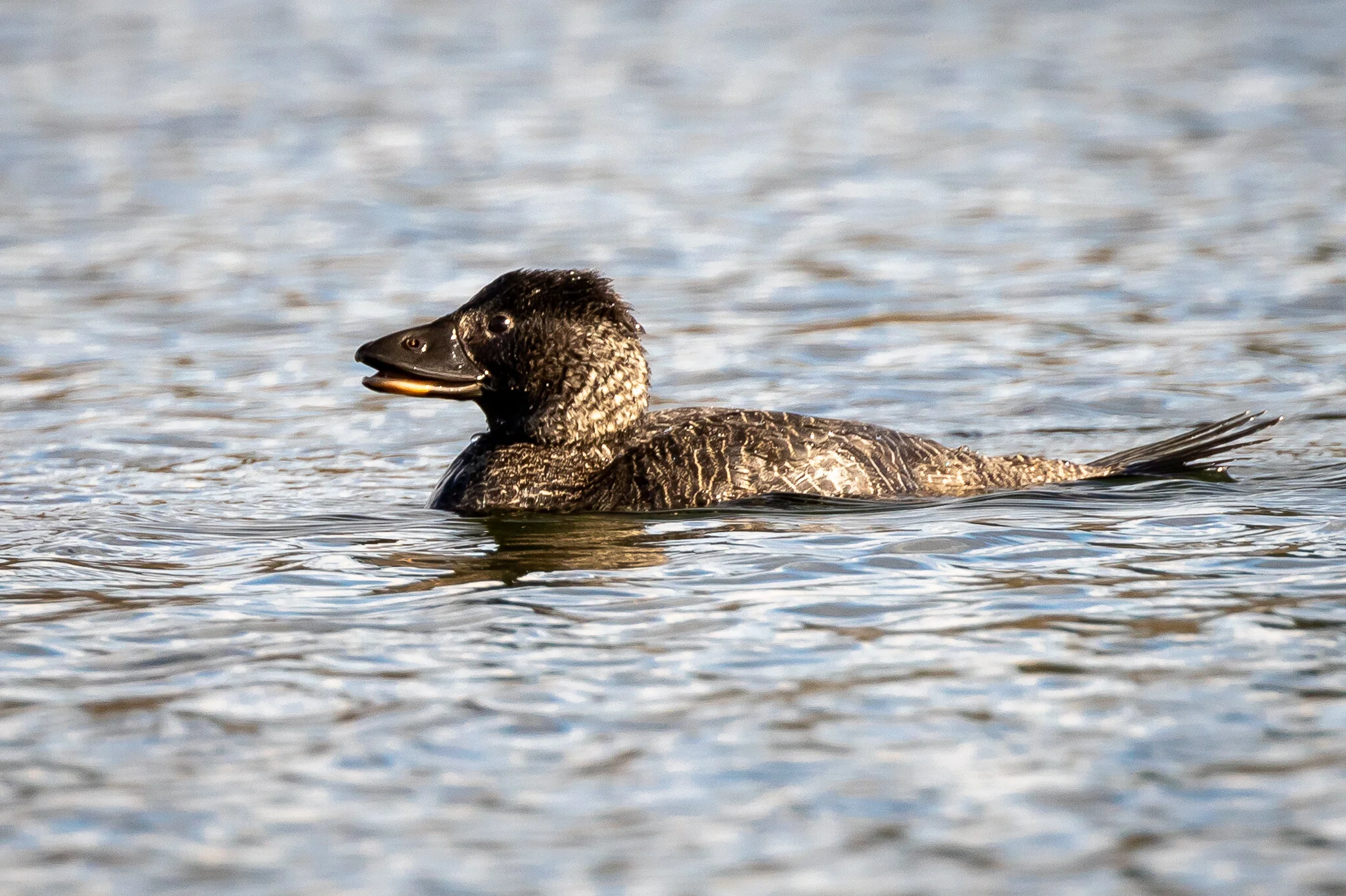 Musk Duck — Blog - Australia's Wonderful Birds