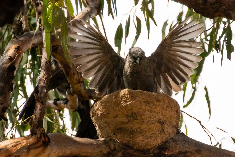 Birds of Australia
