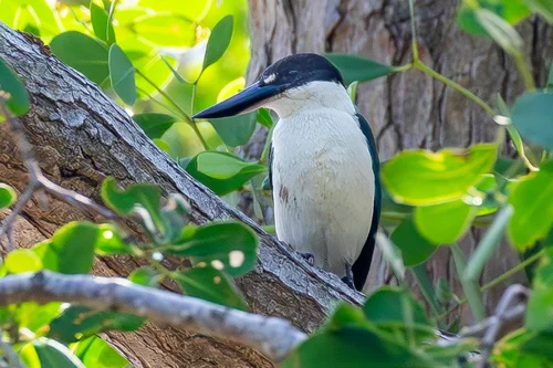 Australian Kingfishers - Australia's Wonderful Birds