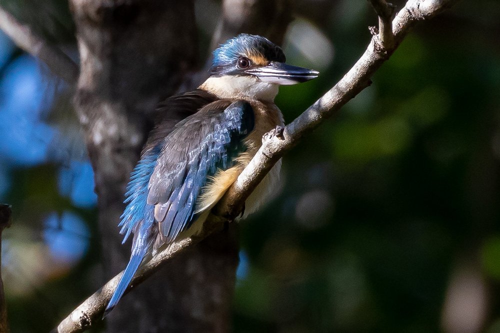 Blog - Australia's Wonderful Birds