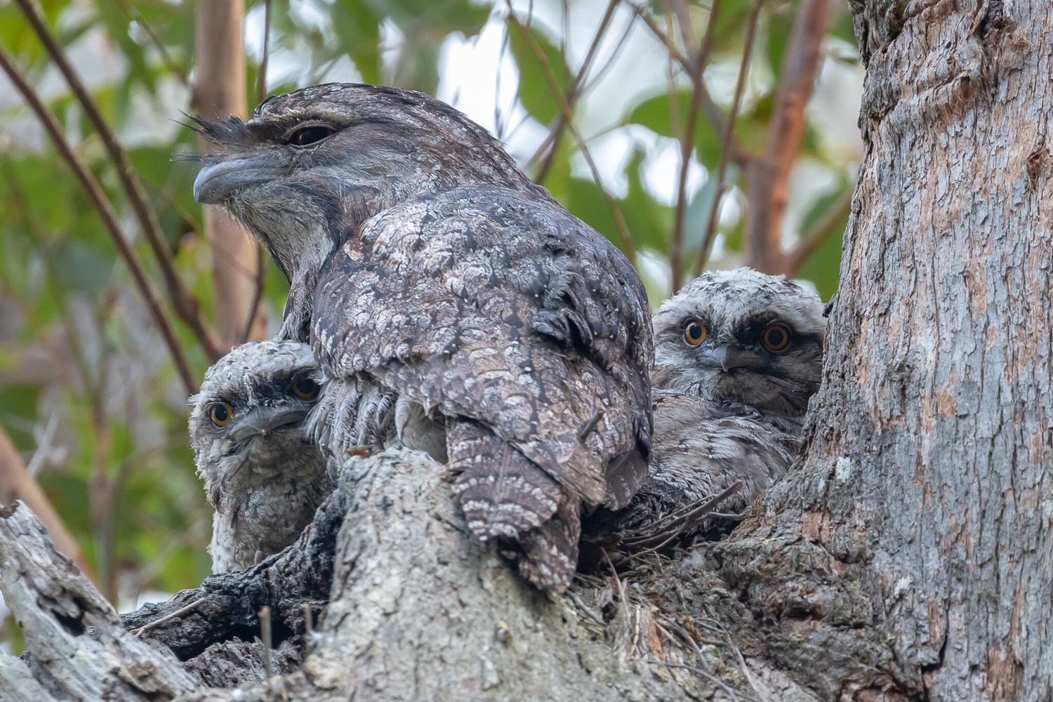 Birds of Australia