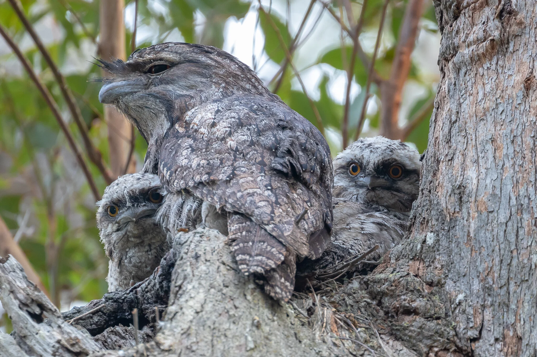 Birds of Australia