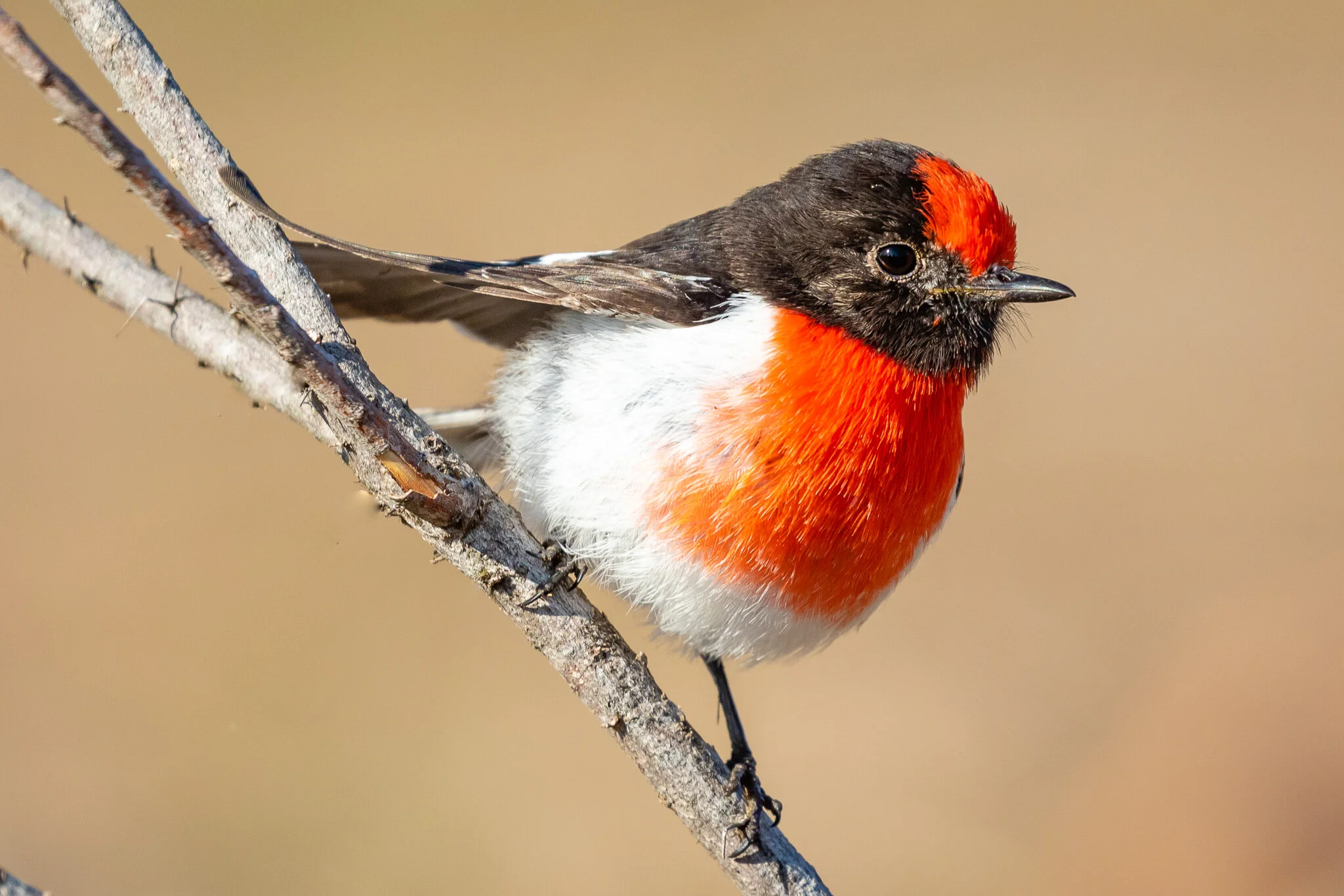 Australian Robins - Australia's Wonderful Birds