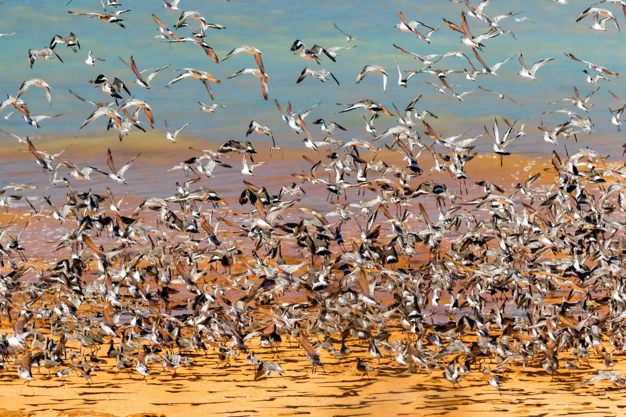 Birds of Australia - Places, Photos And Stories