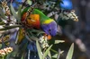 New South Wales Birds - Australia's Wonderful Birds