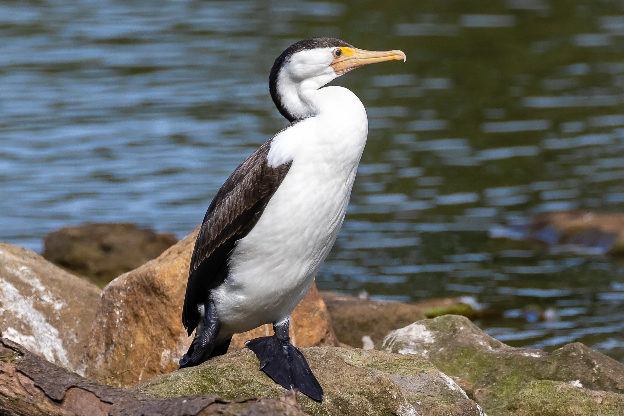 Australian Birds At The Beach - Australia's Wonderful Birds