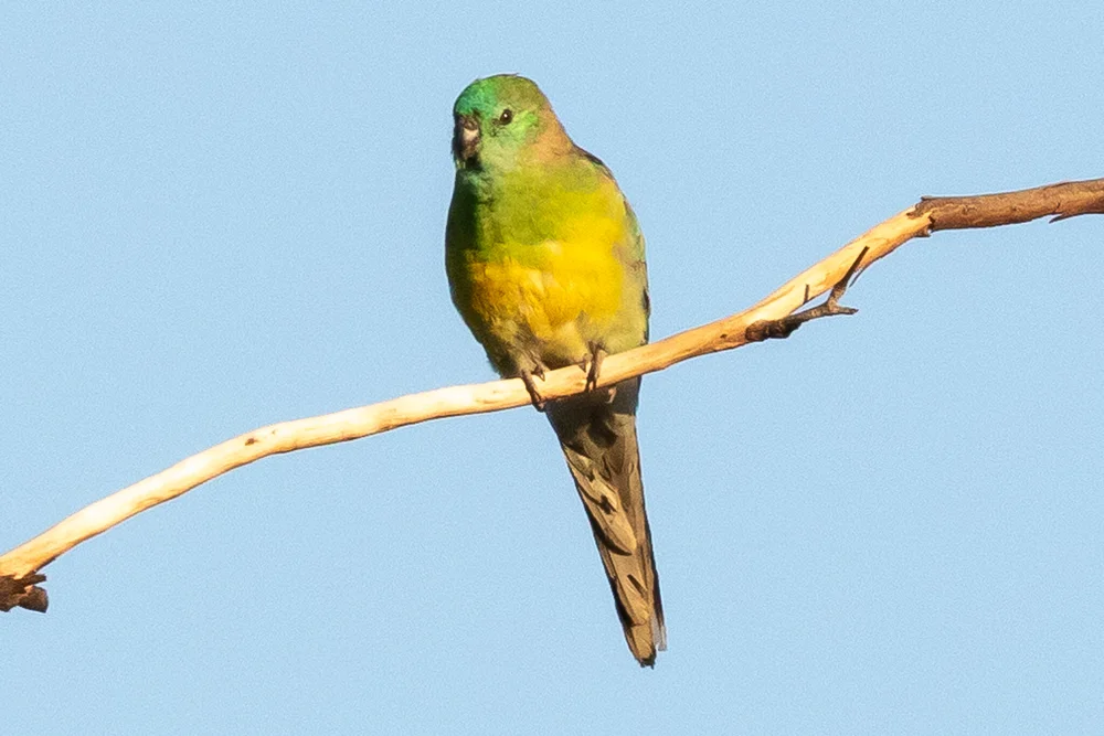 Cowra — Blog - Australia's Wonderful Birds