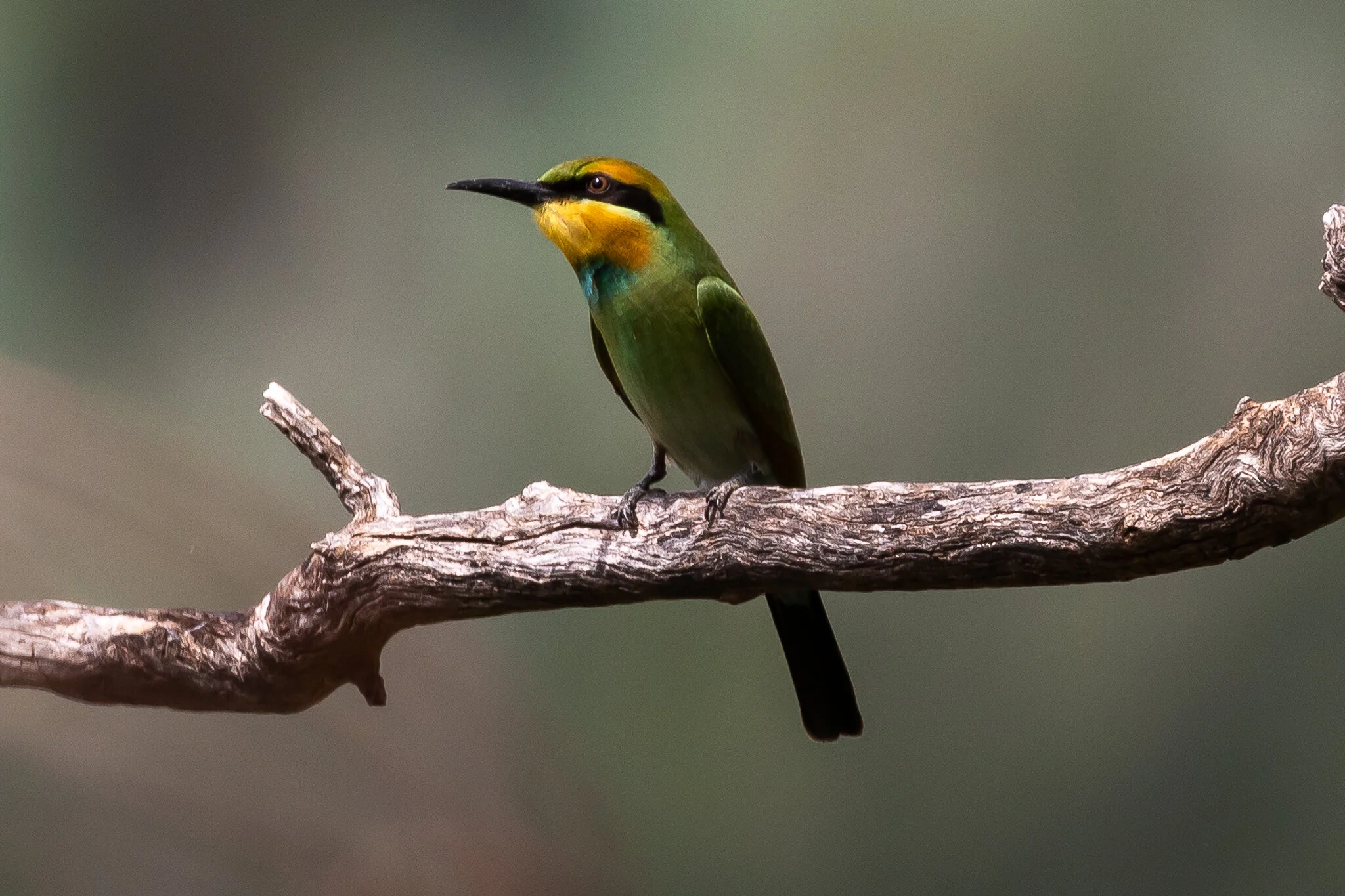 Cowra NSW Birds - Australia's Wonderful Birds